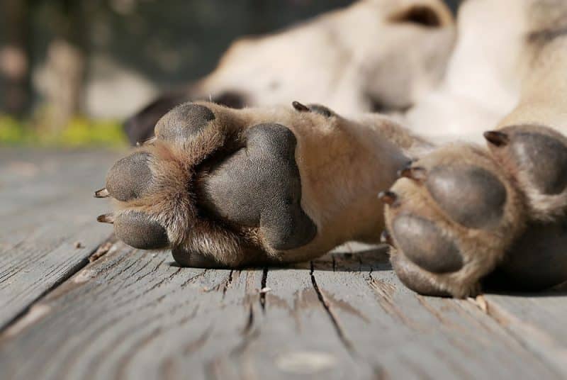 Hot Pavement, Hot Paws: Protecting Your Pet from Asphalt Burns This ...