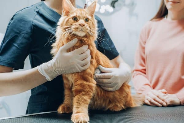 Fear Free® for Cats: Making the Vet a Less Scary Place for Our Feline ...
